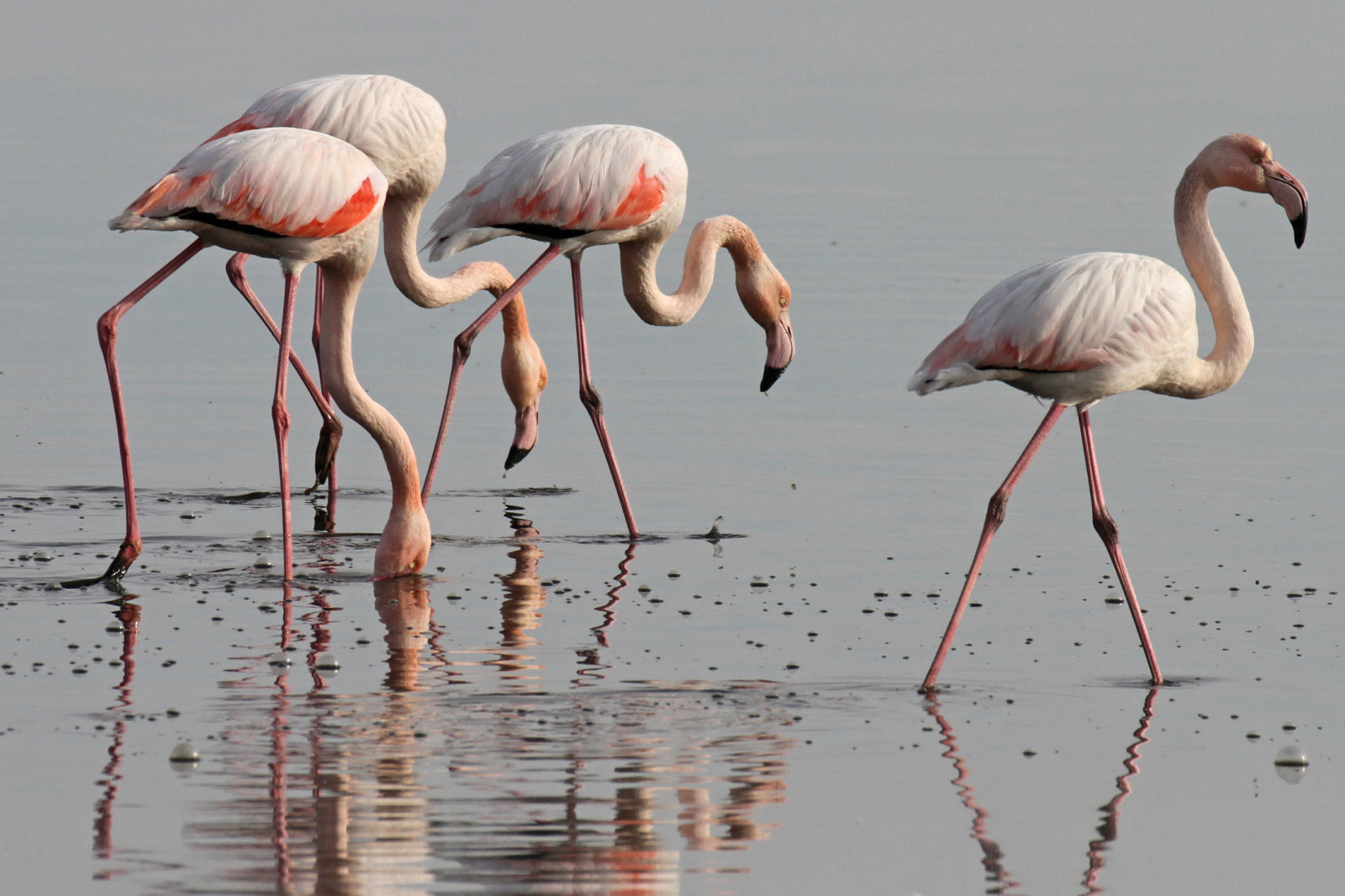 Axios Delta Information Centre – Axios Delta National Park