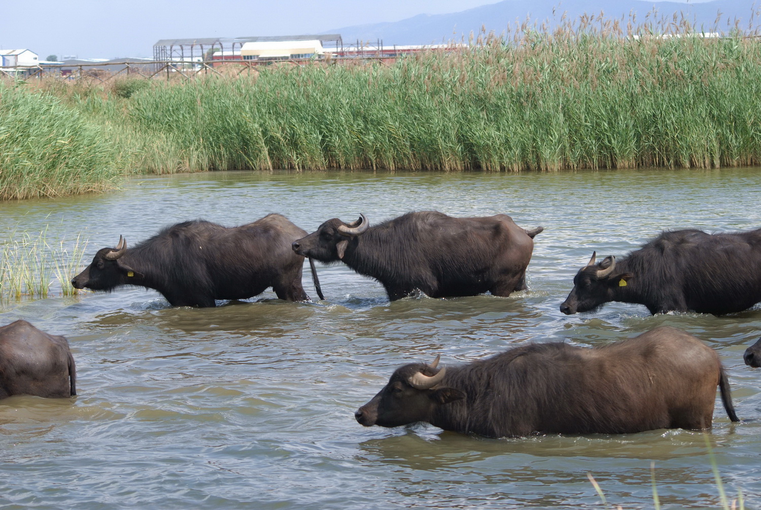Kalochori Lagoon – Axios Delta National Park
